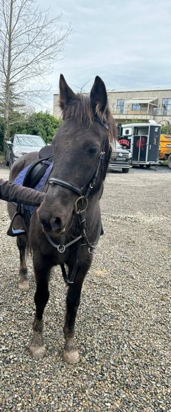 selected | 10 Ponies Ads For Sale in Ireland | DoneDeal