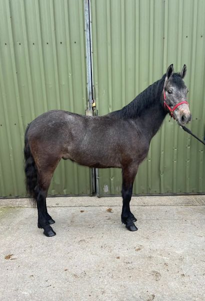 ponies for sale | 22 Horses Ads For Sale in Ireland | DoneDeal