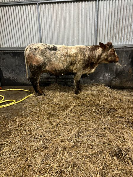 houses for sale in cork | 308 Beef Cattle Ads For Sale in Ireland ...