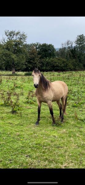 right | 24 Horses Ads For Sale in Ireland | DoneDeal