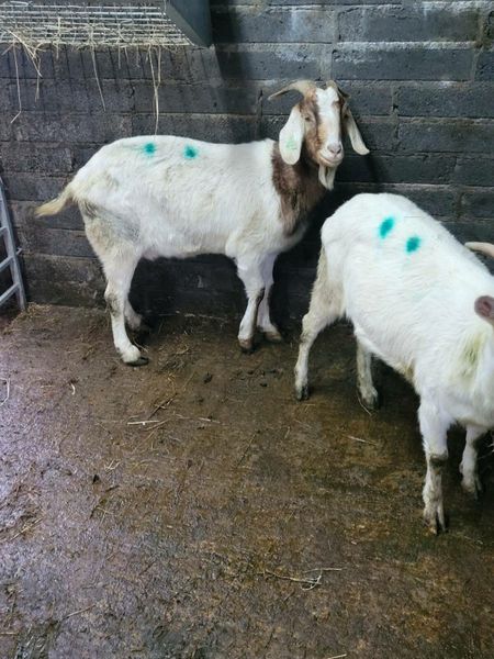 goats | 25 Livestock Ads For Sale in Connacht | DoneDeal
