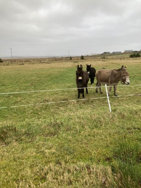 donkeys for sale | 33 All Sections Ads For Sale in Ireland | DoneDeal