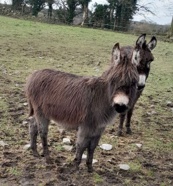 Donkeys Ads For Sale in Ireland | DoneDeal