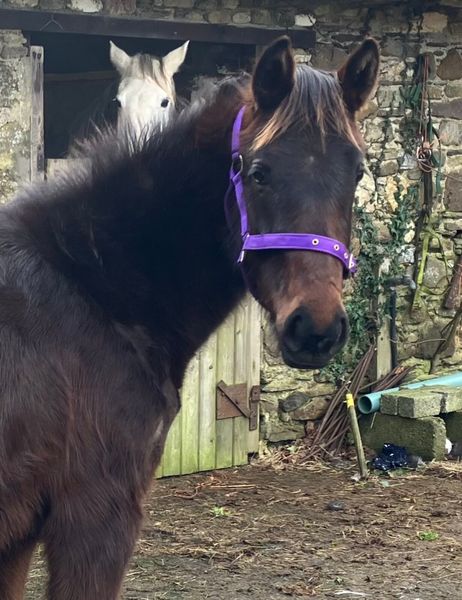 fill | 3 Ponies Ads For Sale in Ireland | DoneDeal