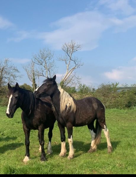 Horses Ads For Sale in Ireland | DoneDeal