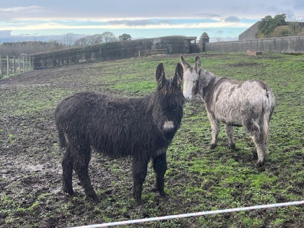 donkeys | 204 All Sections Ads For Sale in Ireland | DoneDeal