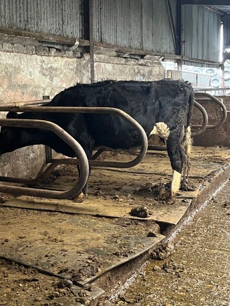 incalf heifers | 50 Dairy Cattle Ads For Sale in Ireland | DoneDeal