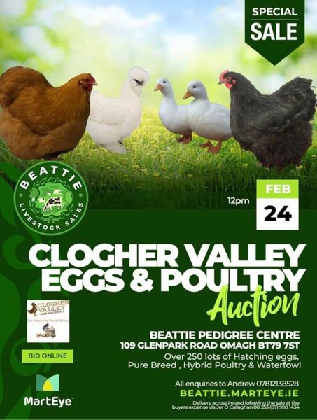 Poultry Ads For Sale in Ireland | DoneDeal