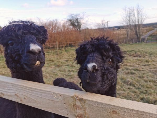Other Pets Ads For Sale in Ireland | DoneDeal
