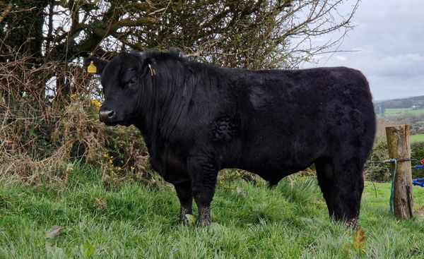 Beef Cattle Ads For Sale in Munster | DoneDeal