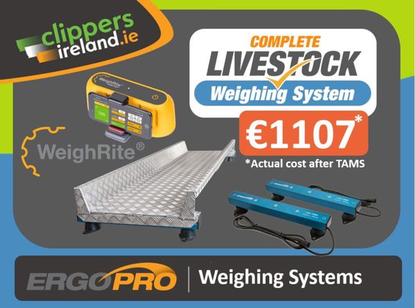 Used Mobile Phones | 1 Beef Cattle Ad For Sale in Ireland | DoneDeal