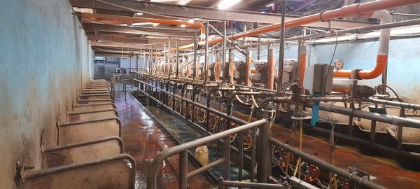 Milking Parlours Ads For Sale in Ireland | DoneDeal