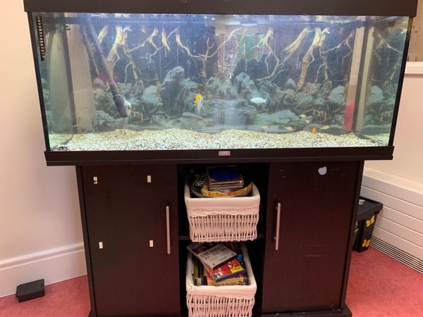 Fish Ads For Sale in Ireland | DoneDeal