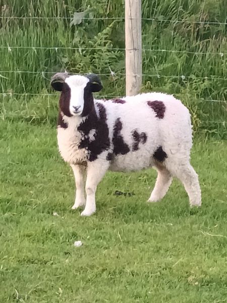 Sheep Ads For Sale in Ireland | DoneDeal