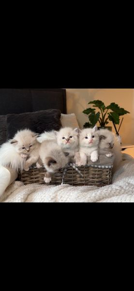 cats and kittens | 65 All Sections Ads For Sale in Ireland | DoneDeal