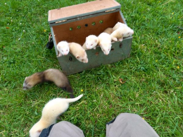 ferret | 9 All Sections Ads For Sale in Ireland | DoneDeal