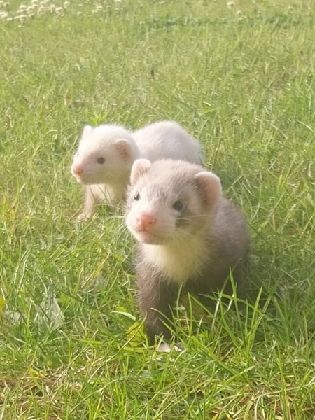 ferret | 11 All Sections Ads For Sale in Ireland | DoneDeal