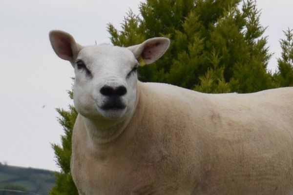 Sheep Ads For Sale in Down | DoneDeal