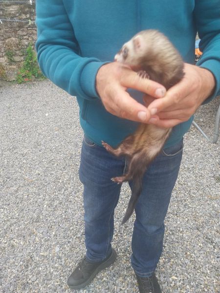 ferret | 15 All Sections Ads For Sale in Ireland | DoneDeal