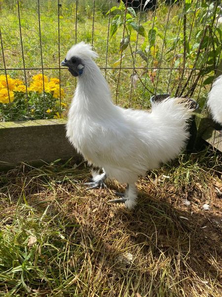 pure bread silkie chicks | 6 All Sections Ads For Sale in Ireland ...