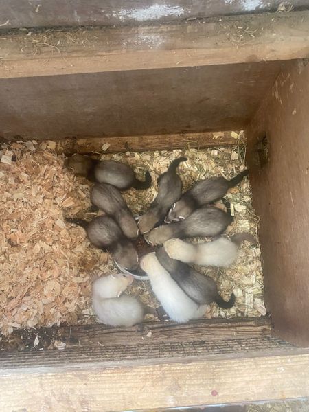 ferret | 15 All Sections Ads For Sale in Ireland | DoneDeal