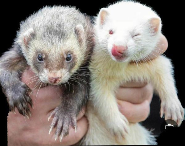 ferrets | 11 All Sections Ads For Sale in Ireland | DoneDeal