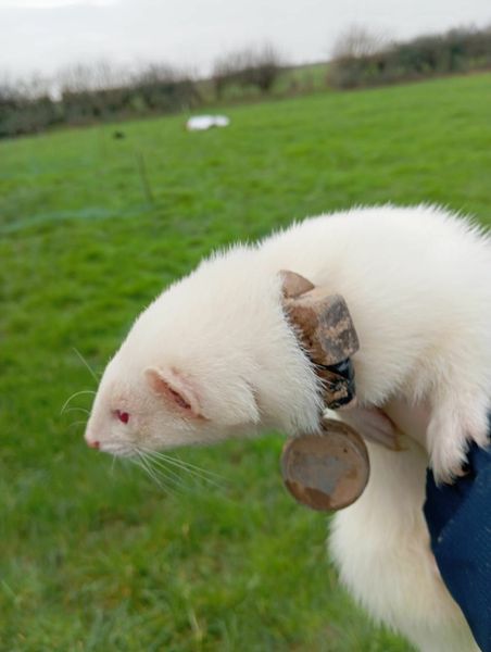 ferrets | 10 All Sections Ads For Sale in Ireland | DoneDeal