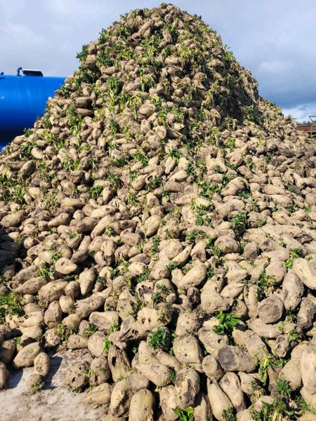 fodder beet chopper for sale | 112 Farming Ads For Sale in Ireland ...