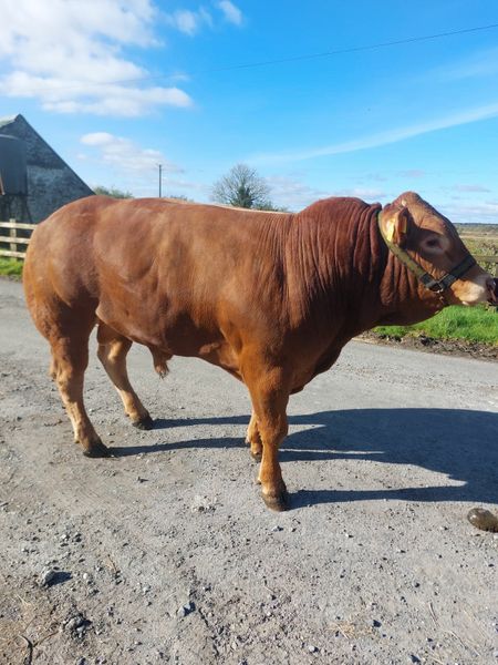 limousine bull | 579 All Sections Ads For Sale in Ireland | DoneDeal