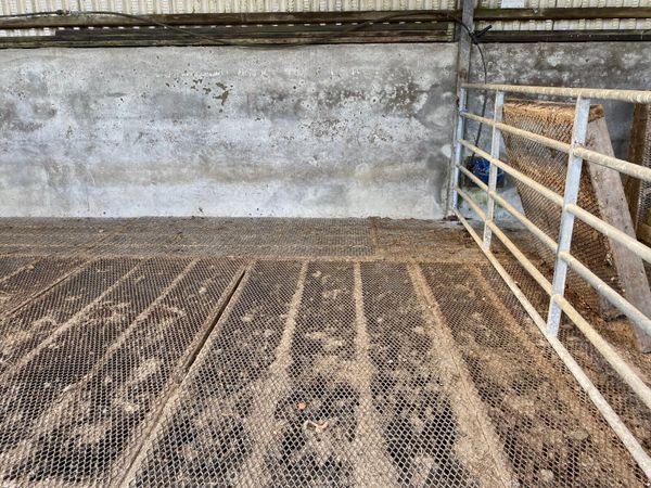 slats | 9 Sheep Ads For Sale in Ireland | DoneDeal