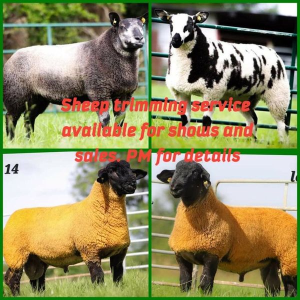 Sheep Ads For Sale in Connacht | DoneDeal