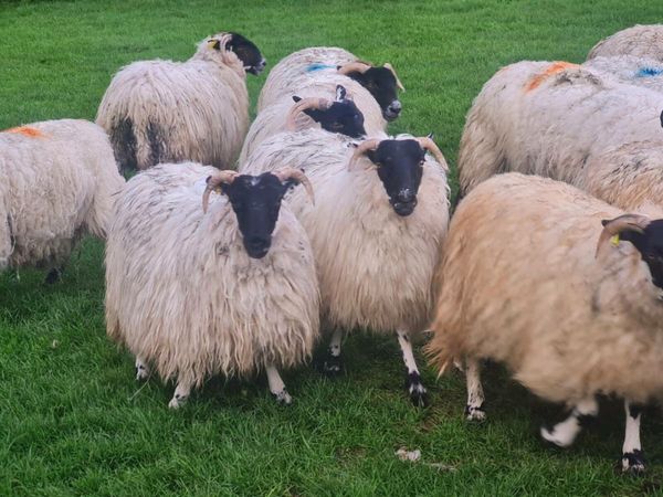 Sheep Ads For Sale in Donegal | DoneDeal