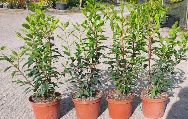 red bull table | 2 All Sections Ads For Sale in Ireland | DoneDeal