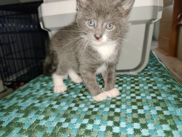 Cats Ads For Sale in Ireland | DoneDeal