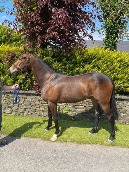 horses for sale | 710 All Sections Ads For Sale in Ireland | DoneDeal