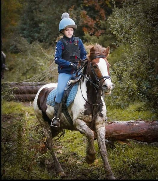 Ponies Ads For Sale in Ireland | DoneDeal