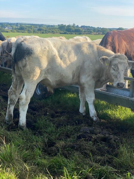 Beef Cattle Ads For Sale in Munster | DoneDeal