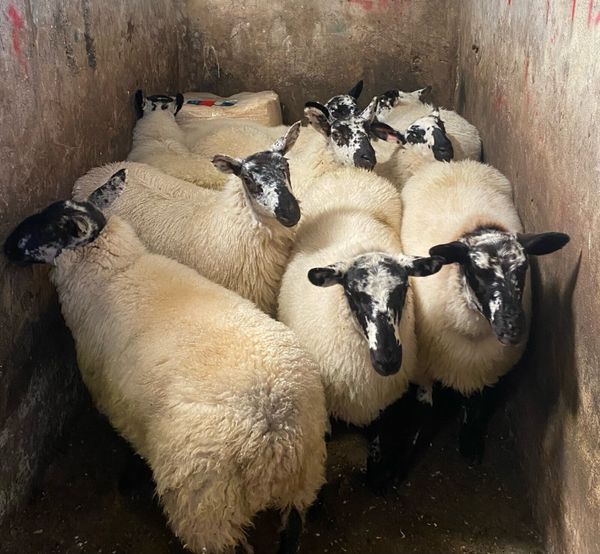 Sheep Ads For Sale in Ireland | DoneDeal