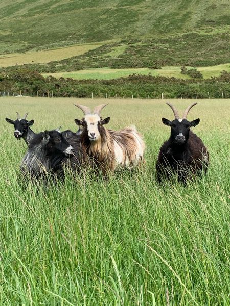 goats kerry | 2 All Sections Ads For Sale in Ireland | DoneDeal