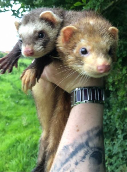 ferret | 20 All Sections Ads For Sale in Ireland | DoneDeal