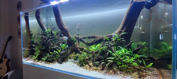 co2 fish tank | 1 All Sections Ad For Sale in Ireland | DoneDeal