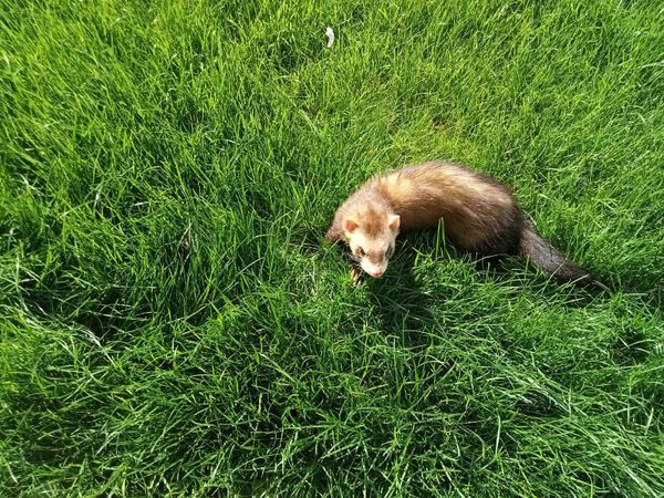 ferret | 17 All Sections Ads For Sale in Ireland | DoneDeal