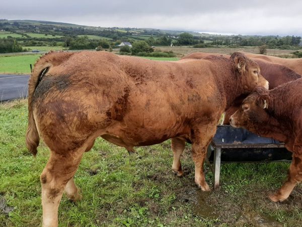 Beef Cattle Ads For Sale in Munster | DoneDeal