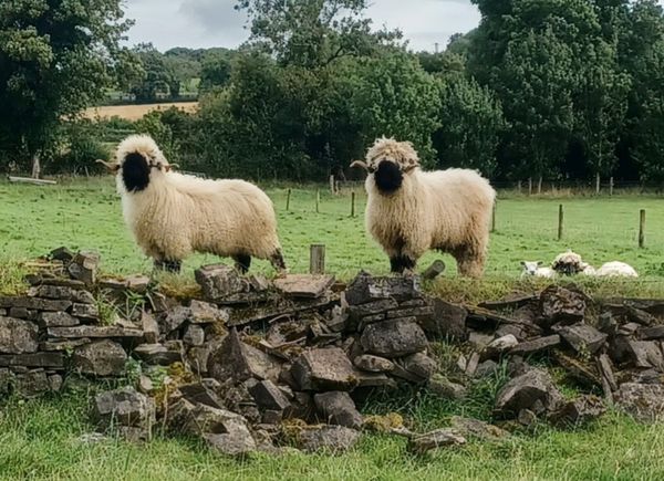 bees for sale ireland | 8 Sheep Ads For Sale in Ireland | DoneDeal