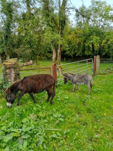 Donkeys Ads For Sale in Ireland | DoneDeal