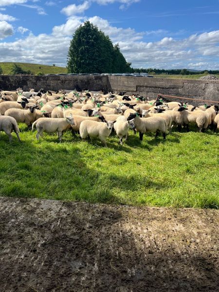 Farming Ads For Sale in Roscommon | DoneDeal