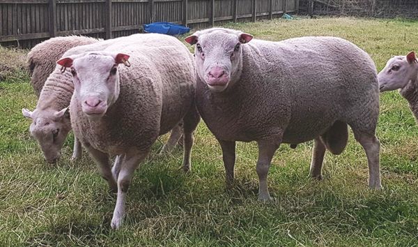 rouge in sheep | 2 All Sections Ads For Sale in Ireland | DoneDeal