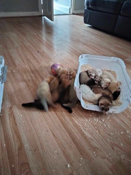 ferret | 19 All Sections Ads For Sale in Ireland | DoneDeal