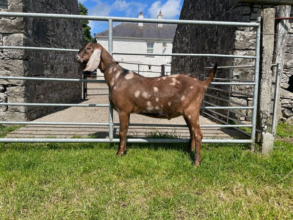 Goats Ads For Sale in Ireland | DoneDeal