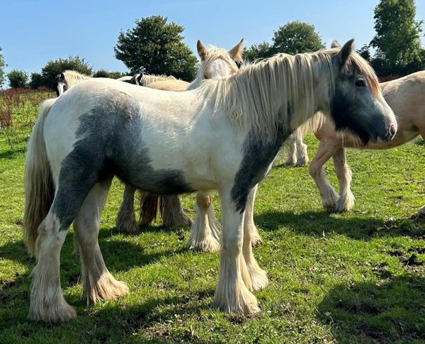 walking | 3 Cobs Ads For Sale in Ireland | DoneDeal